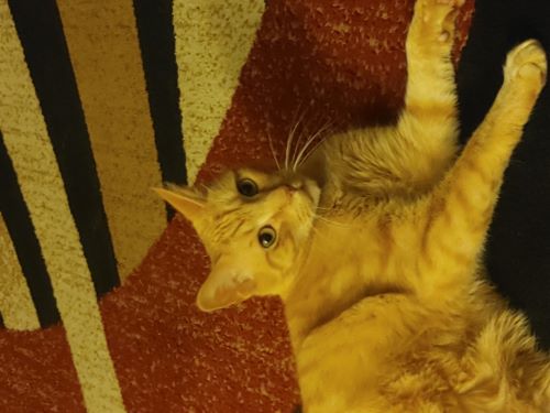 View Pet Poster and Contact Information | Animal Services | Johnston ...